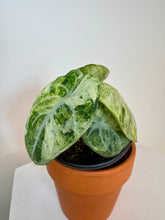 Products – Thesimplyrootedmama