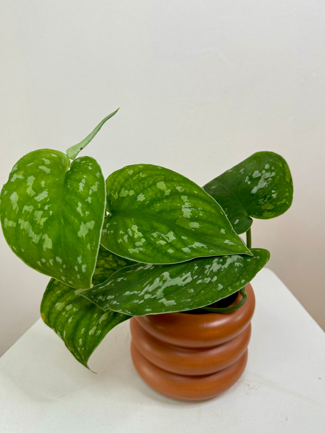 Products – Thesimplyrootedmama