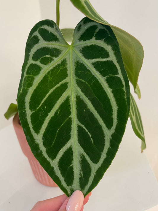 Products – Thesimplyrootedmama